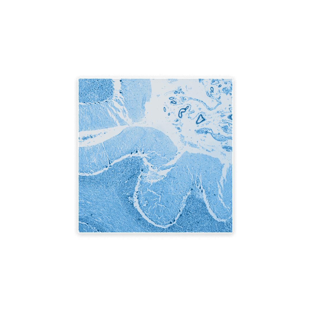 Advanced Health Panels: Dive Deeper Into Your Health - mylifeforce.com