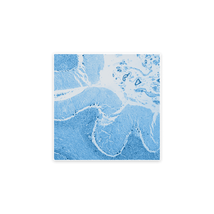 Advanced Health Panels: Dive Deeper Into Your Health - mylifeforce.com