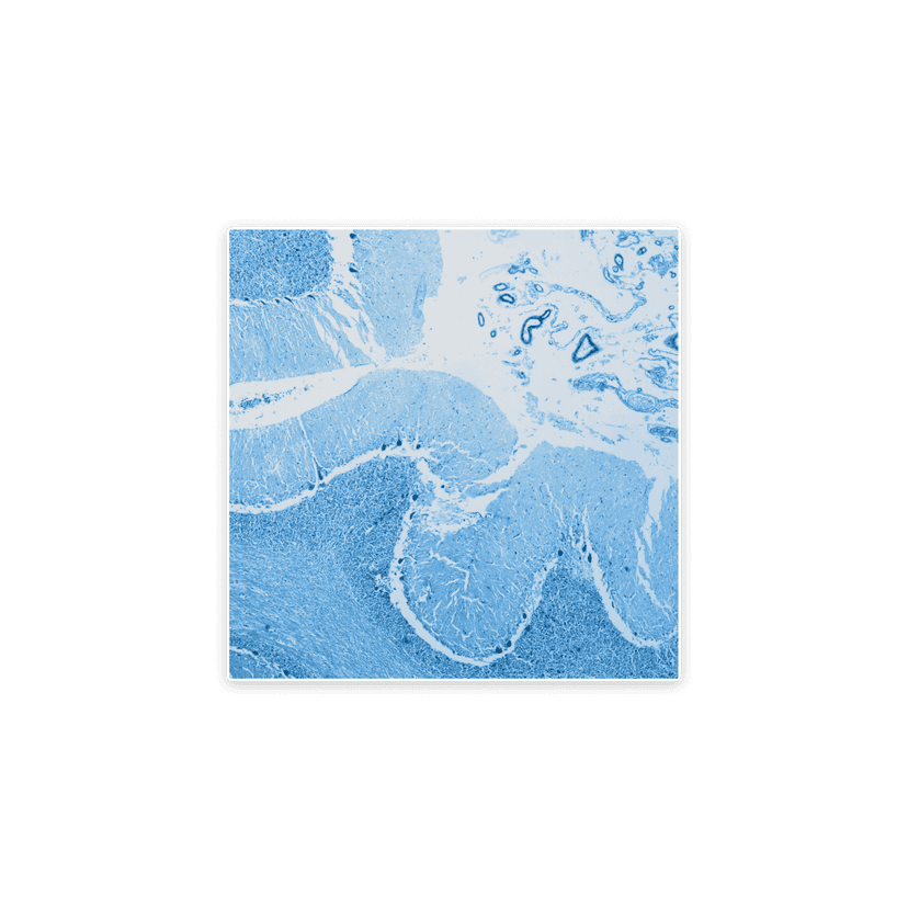 Advanced Health Panels: Dive Deeper Into Your Health - mylifeforce.com