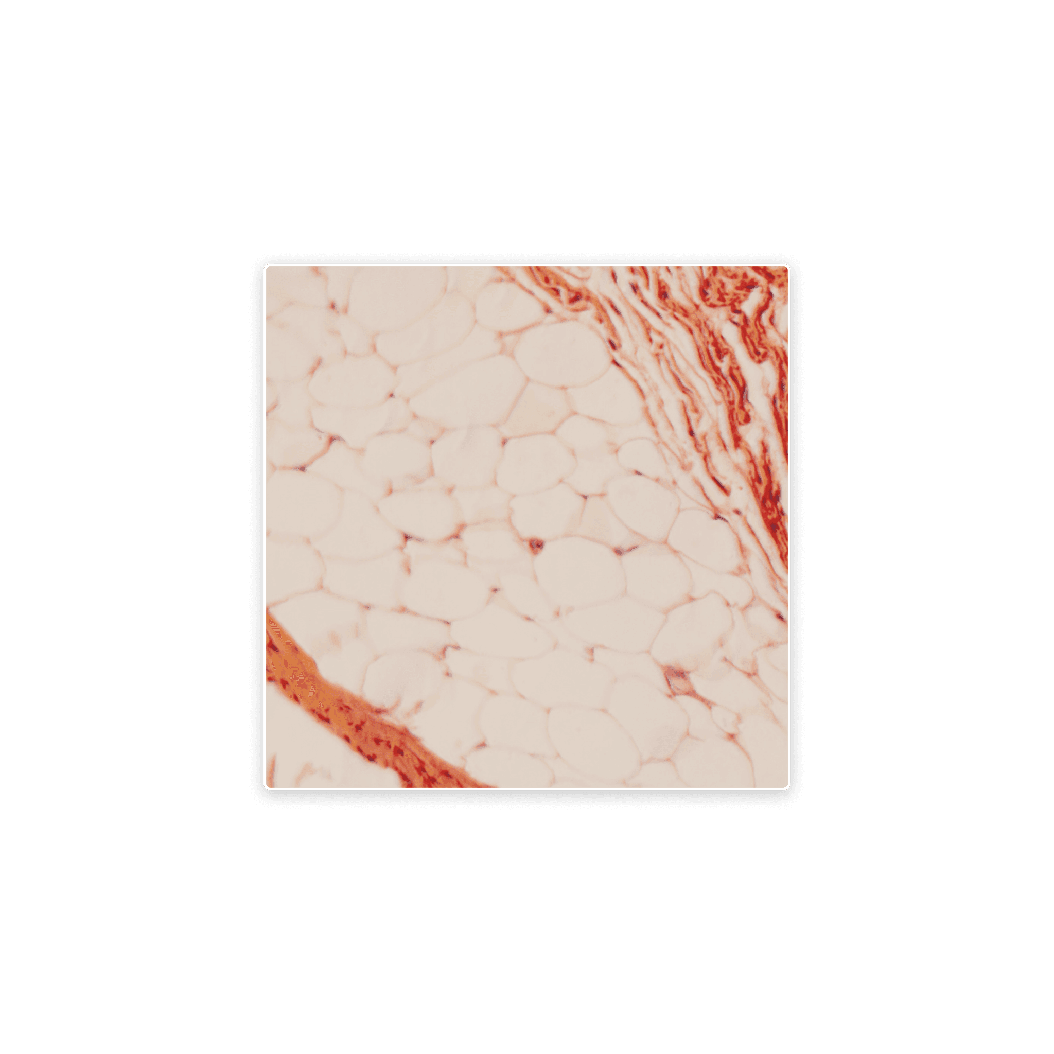 Advanced Health Panels: Dive Deeper Into Your Health - mylifeforce.com