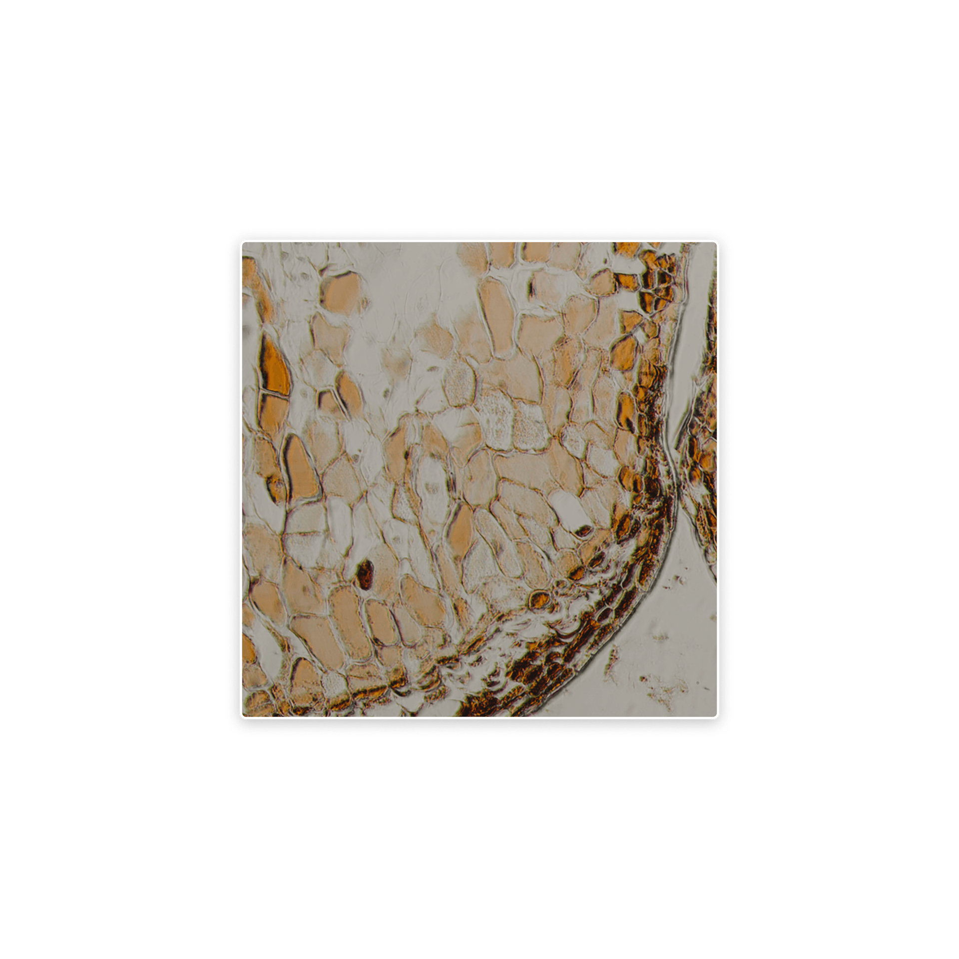 Advanced Health Panels: Dive Deeper Into Your Health - mylifeforce.com