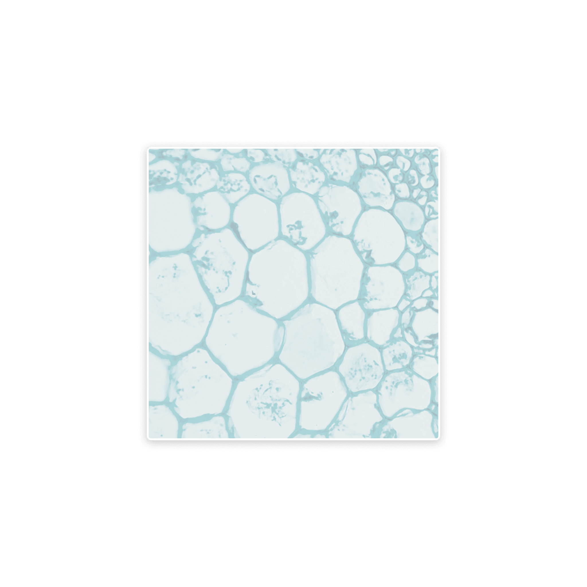 Advanced Health Panels: Dive Deeper Into Your Health - mylifeforce.com